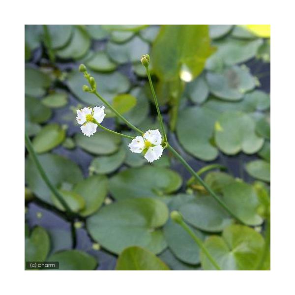 _gardening　ビオトープ　水辺植物　水生植物　オモダカ　Ａｌｉｓｍａｔａｃｅａｅ　丸葉オモダカ　ガーデニング　水辺植物all_plants　iemqwomq64　山野草　sanyasou140619　植物　植物生体　ガーデニング生体...