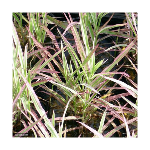 _gardening　ビオトープ　ウォーターガーデン　水辺植物　水生植物　十和田葦　Ｐｈａｌａｒｉｓ　ａｒｕｎｄｉｎａｃｅａ　イネ科クサヨシ属　オーナメンタルグラス　線形状　ガーデニング　その他水辺植物　all_plants　2011031...