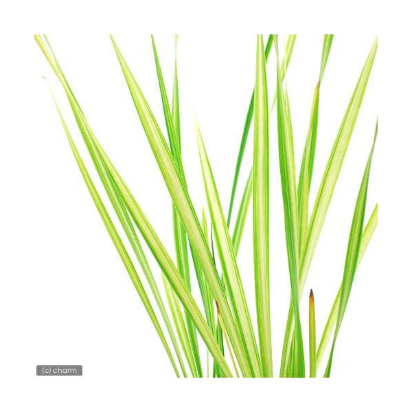 _gardening　ビオトープ　ウォーターガーデン　水辺植物　水生植物　オーナメンタルグラス　斑入り姫蒲　線形状　ガーデニング　その他水辺植物　all_plants　bio_130715　山野草　sanyasou140619　植物　植物生...