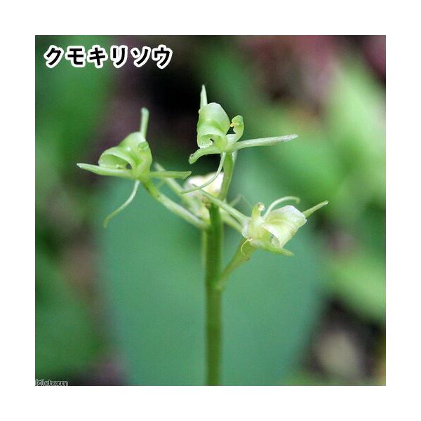 _gardening　観葉植物　園芸　ガーデニング　ビバリウム　アクアテラリウム　パルダリウム　山野草　蜘蛛切草　蜘蛛散草　雲霧草　Ｌｉｐａｒｉｓ　ｋｕｍｏｋｉｒｉ　リパリス　ラン　植物　植物生体　ガーデニング生体　育て方　育成方法　栽培方...