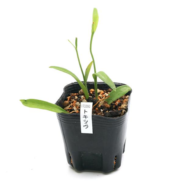 _gardening　ビオトープ　ウォーターガーデン　水辺植物　水生植物　朱鷺草　鴇草　Pogonia　japonica　日本トキソウ　オーナメンタルグラス　線形状　ガーデニング　all_plants　山野草　sanyasou140619　...