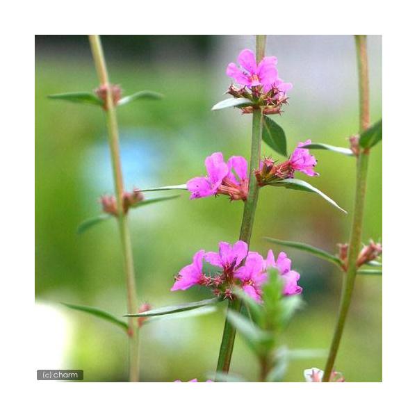 _gardening　水辺植物　水生植物　有茎種　枝もの　ガーデニング　その他水辺植物　ボンバナ　盆花　ショウリョウバナ　精霊花　ソビソウ　鼠尾草　センクツサイ　千屈菜　all_plants　20110309　bio_130715　山野草　...