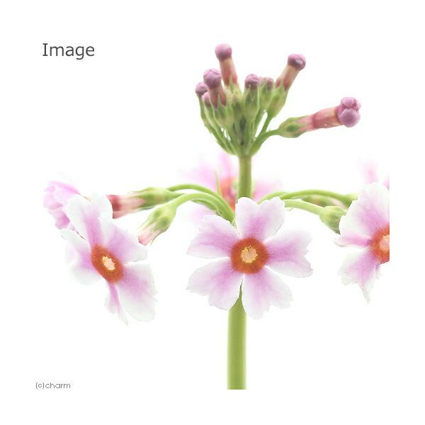 kotenplant　_gardening　ビオトープ　ガーデニング　水辺植物　その他水辺植物　九輪草　木曽小桜　キソコザクラ　サクラソウ科　プリムラ属　Ｐｒｉｍｕｌａ　ｊａｐｏｎｉｃａ　all_plants　山野草　sanyasou140...