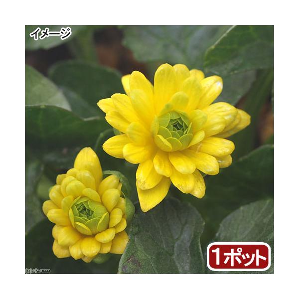 _aqua　_gardening　ビオトープ　ガーデニング　水辺植物　その他水辺植物　ヒメリュウキンカ　キンポウゲ　all_plants　Ｒａｎｕｎｃｕｌｕｓ　ｆｉｃａｒｉａ　20180208　RM　育て方　育成方法　栽培方法　sanya2...