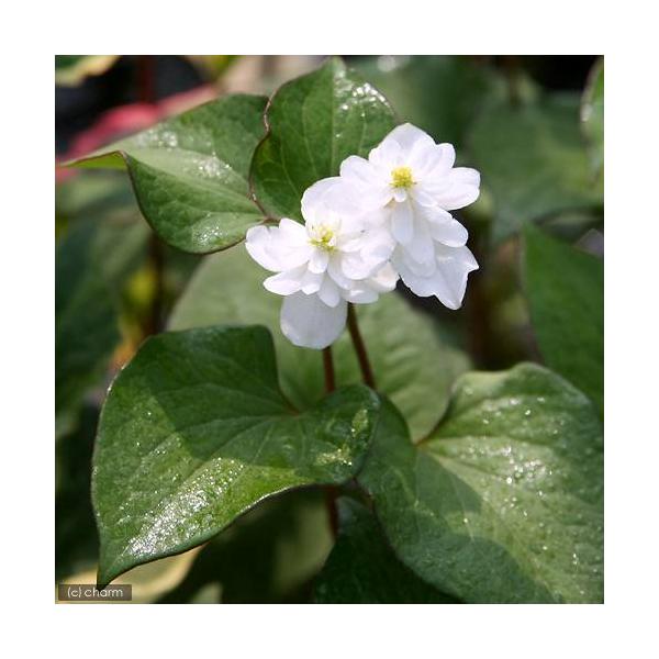 _gardening　ガーデニング　ビオトープ　水辺植物　水生植物　20110519　bio_130715　tg378qcqガーデニング　山野草　sanyasou140619　植物　植物生体　ガーデニング生体　育て方　育成方法　栽培方法　Ｙ...