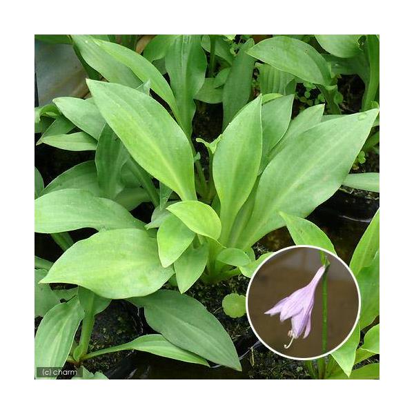 kotenplant　_gardening　ビオトープ　ガーデニング　水辺植物　その他水辺植物　両爬向き植物　Ｈｏｓｔａ　ｓｉｅｂｏｌｄｉｉ　ｖａｒ．　ｒｅｃｔｉｆｏｌｉａ　タチギボウシ　立擬宝珠　コバギボウシ　小葉擬宝珠　20110524...