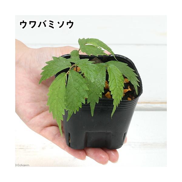 _gardening　ガーデニング　山野草　大蛇草　蟒草　赤ミズ　蛇菜　ヘビナ　タニミズナ　ミズブキ　ヨシナ　トロロクサ　エラトステマ　Ｅｌａｔｏｓｔｅｍａ　ｕｍｂｅｌｌａｔｕｍ　ｖａｒ．ｍａｊｕｓ　20150323　NT　na_eTK06...