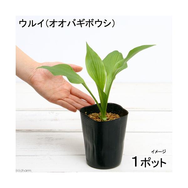 kotenplant　_gardening　ビオトープ　ウォーターガーデン　水辺植物　水生植物　オーナメンタルグラス　線形状　ガーデニング　山菜　all_plants　Ｈｏｓｔａ　ｓｉｅｂｏｌｄｉａｎａ　bio_130715　sannyas...
