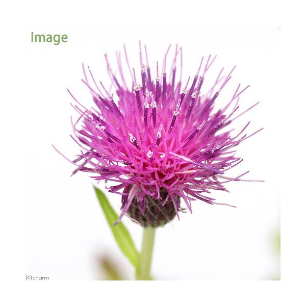 MS34　_gardening　ガーデニング　山野草　ノアザミ　野薊　刺草　シソウ　Ｃｉｒｓｉｕｍ　ｊａｐｏｎｉｃｕｍ　20140806　MS　植物　植物生体　ガーデニング生体　育て方　育成方法　栽培方法　090list　bnr_hrgmg...