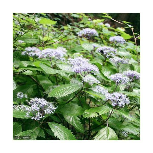 _gardening　ガーデニング　花　苗　アジサイ　紫陽花　コアジサイ　小紫陽花　芝アジサイ　柴紫陽花　Ｈｙｄｒａｎｇｅａ　ｈｉｒｔａ　20150624　ＭＳ　植物　植物生体　ガーデニング生体　育て方　育成方法　栽培方法　盆栽苗　盆栽　y...