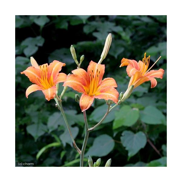 ビオトープ　ガーデニング　水辺植物　その他水辺植物　ワスレグサ　キスゲ　ヘメロカリス　ベニカンゾウ　野萱草　金針菜　all_plants　Ｈｅｍｅｒｏｃａｌｌｉｓ　ｆｕｌｖａ　ｖａｒ．　ｌｏｎｇｉｔｕｂａ　_gardening　201408...