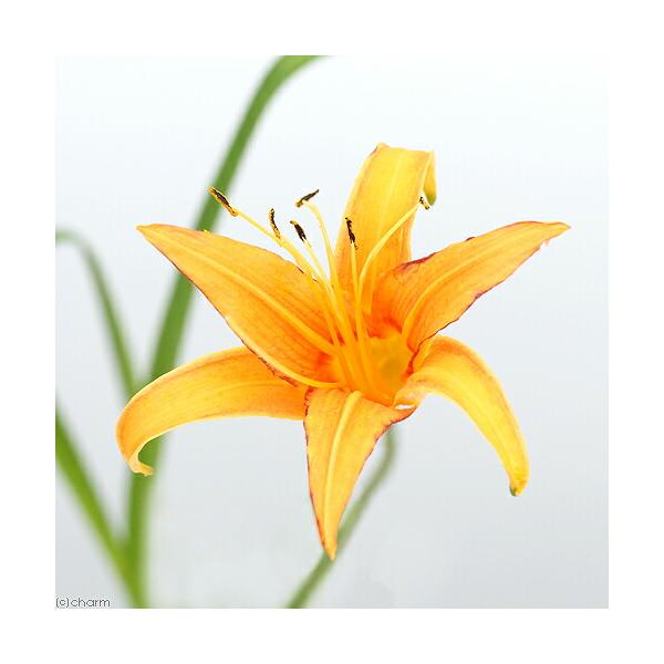 ビオトープ　ガーデニング　水辺植物　その他水辺植物　山野草　Ｈｅｍｅｒｏｃａｌｌｉｓ　ｆｕｌｖａ　ｖａｒ．　ｓｅｍｐｅｒｖｉｒｅｎｓ　ワスレグサ　キスゲ　ヘメロカリス　屋久島萱草　ヤクシマカンゾウ　アキノワスレグサ　秋の忘れ草　クワンソウ　...