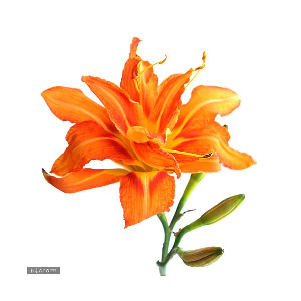 金魚・メダカ　_aqua　ビオトープ　ガーデニング　水辺植物　その他水辺植物　Ｈｅｍｅｒｏｃａｌｌｉｓ　ｆｕｌｖａ　ｖａｒ．　ｋｗａｎｓｏ　ワスレグサ　藪萱草　all_plants　_gardening　20140731　ＭＳ　植物　植物生...