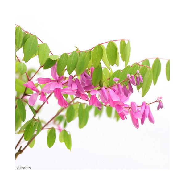 _gardening　ガーデニング　山野草　ニワフジ　イワフジ　庭藤　Ｉｎｄｉｇｏｆｅｒａ　ｄｅｃｏｒａ　20140708　ＮＴ　植物　植物生体　ガーデニング生体　育て方　育成方法　栽培方法　bnr_hrgmgr　opa2_delete　蝶...