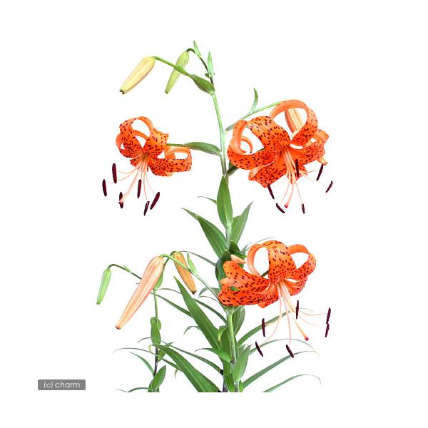 _gardening　ガーデニング　リリー　Ｌｉｌｉｕｍ　ｌａｃｉｆｏｌｉｕｍ　20150309　NT　山野草　植物　植物生体　ガーデニング生体　039_list　育て方　育成方法　栽培方法　ユリ　百合　オニユリ　鬼百合　y15m03　bu...