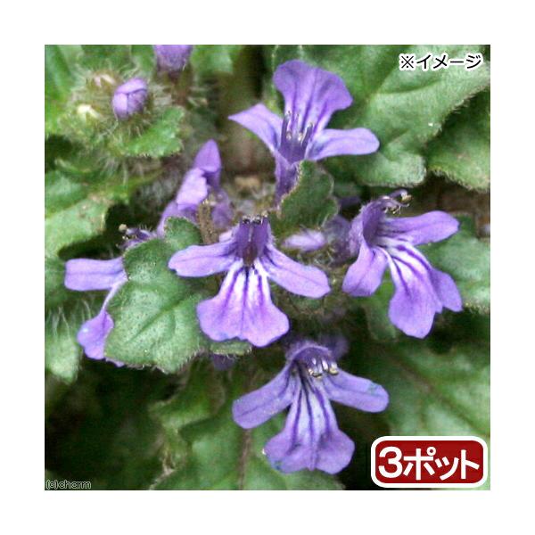 muryotassei_800_899　_gardening　ガーデニング　山野草　金瘡小草　地獄の釜の蓋　筋骨草　弘法草　紫藍草　Ａｊｕｇａ　ｄｅｃｕｍｂｅｎｓ　20140728　ＨＴ　gar0620_sanya　植物　植物生体　ガーデニ...