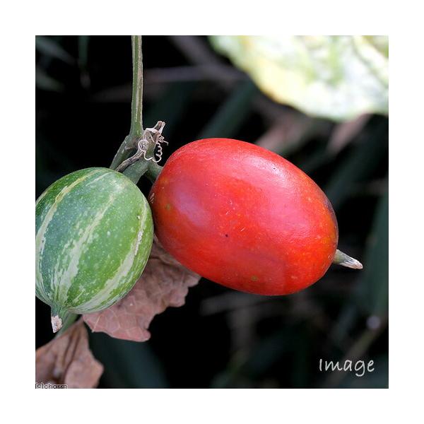 _gardening　ガーデニング　山野草　カラスウリ　烏瓜　玉章　たまずさ　ツチウリ　キツネノマクラ　ヤマウリ　Ｔｒｉｃｈｏｓａｎｔｈｅｓ　ｃｕｃｕｍｅｒｏｉｄｅｓ　20140811　MS　gar_sanya1410　植物　植物生体　ガー...