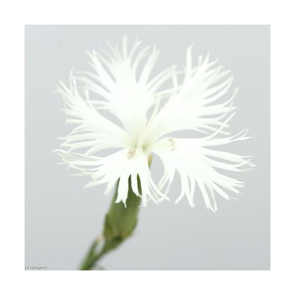 _gardening　山野草　川原　河原撫子　カーネーション　ホワイト　日本固有　ガーデニング　花　苗　ナデシコ　撫子　Ｄｉａｎｔｈｕｓ　ｓｕｐｅｒｂｕｓ　ｖａｒ．ｌｏｎｇｉｃａｌｙｃｉｎｕｓ　ＯＳＨ　20140811　植物　植物生体　ガー...