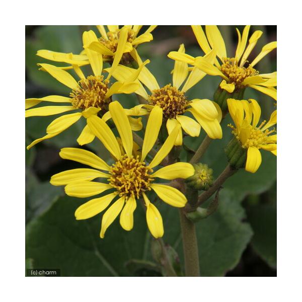 _aqua　_gardening　ガーデニング　磯　海水　浜辺植物　海辺植物　浜　ハマ　山野草　つやぶき　Ｆａｒｆｕｇｉｕｍ　ｊａｐｏｎｉｃｕｍ　艶蕗　ツヤハブキ　艶葉蕗　イシブキ　石蕗　イソブキ　磯蕗　20140811　海浜植物　植物　植...