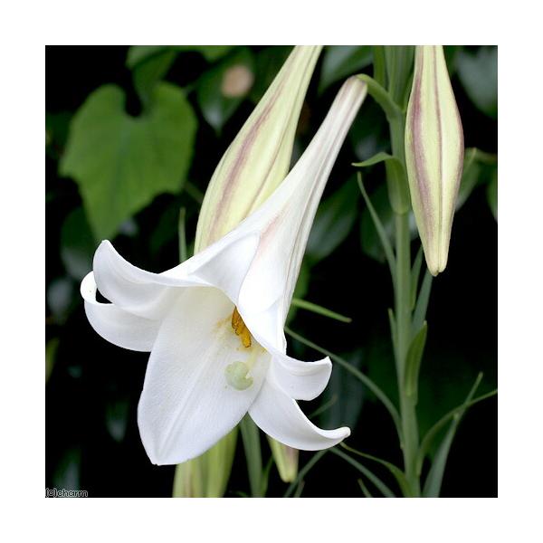 ガーデニング　テッポウユリ　ホソバテッポウユリ　リリー　新鉄砲百合　細葉鉄砲百合　Ｌｉｌｉｕｍ　ｆｏｒｍｏｓａｎｕｍ　20140813　ＭＳ　ＨＴ　植物　植物生体　ガーデニング生体　育て方　育成方法　栽培方法　ユリ　百合　高砂百合　kaijyo