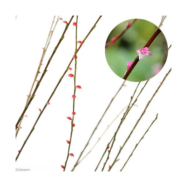 _gardening　ガーデニング　山野草　ミズヒキ　水引き　ハチノジグサ　八の字草　Ｐｅｒｓｉｃａｒｉａ　ｆｉｌｉｆｏｒｍｉｓ　20141002　ＭＳ　植物　植物生体　ガーデニング生体　育て方　育成方法　栽培方法　苗　y14m10