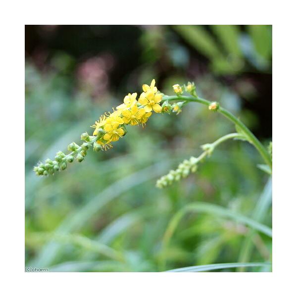 _gardening　ガーデニング　山野草　キンミズヒキ　金水引き　バラ科　Ａｇｒｉｍｏｎｉａ　ｐｉｌｏｓａ　ｖａｒ．　ｊａｐｏｎｉｃａ　20140820　ＭＳ　アグリモニア　アグリモニー　スティックウォート　植物　植物生体　ガーデニング生...