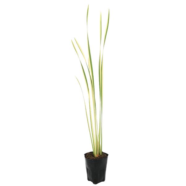 _gardening　山野草　ガーデニング　ビオトープ　水辺植物　水生植物　ayame　その他水辺植物　植物　植物生体　ガーデニング生体　育て方　育成方法　栽培方法　p5mizbrk2305　y22m01　しょうぶ湯　しょうぶ　菖蒲湯　端午...