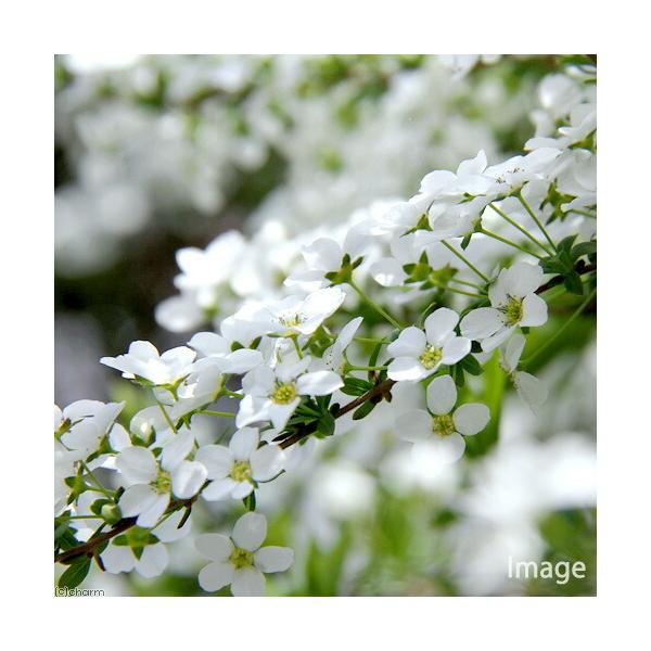 _gardening　ガーデニング　山野草　Ｓｐｉｒａｅａ　ｔｈｕｎｂｅｒｇｉｉ　コゴメバナ　コゴメヤナギ　20150307　ＨＴ　植物　植物生体　ガーデニング生体　育て方　育成方法　栽培方法　bnr_hrgmgr　opa2_delete　...