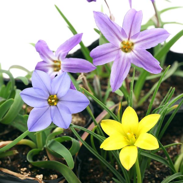 _gardening　ガーデニング　花　苗　ヒガンバナ科ハナニラ属イフェイオン属　スプリングスター　Ｉｐｈｅｉｏｎ　ｕｎｉｆｌｏｒｕｍ　emporio　all_plants　emporio200_399　20150309　NT　植物　植物生...