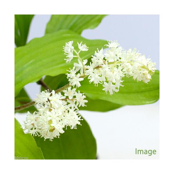 _gardening　ガーデニング　山野草　山菜　あずき菜　小豆菜　ユキザサ　雪笹　Ｍａｉａｎｔｈｅｍｕｍ　ｊａｐｏｎｉｃｕｍ　20150417　ＮＴ　育て方　育成方法　栽培方法　bnr_hrgmgr　1201　ＲＭ　opa2_delete...