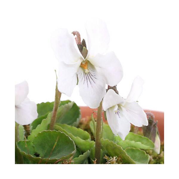 _gardening　ガーデニング　山野草　丸葉菫　スミレ　ヴィオラ　Ｖｉｏｌａ　ｋｅｉｓｋｅｉ　20150503　ＮＴ　植物　植物生体　ガーデニング生体　snys_viola　育て方　育成方法　栽培方法　bnr_hrgmgr　opa2_d...
