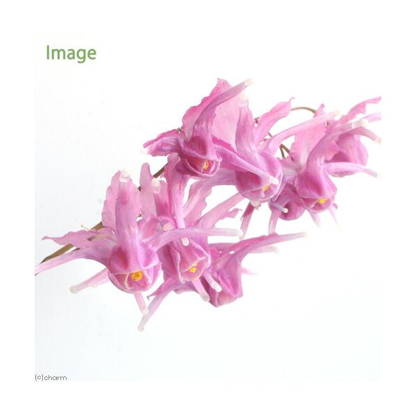 _gardening　ガーデニング　山野草　all_plants　Ｅｐｉｍｅｄｉｕｍ　ｇｒａｎｄｉｆｌｏｒｕｍ　ｖａｒ．　thunbergianum　三枝九葉草　20150602　ＭＳ　植物　植物生体　ガーデニング生体　育て方　育成方法　栽...