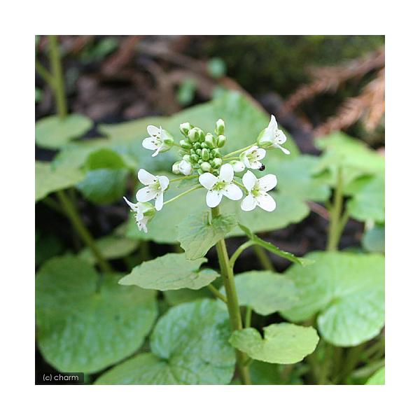 _gardening　ガーデニング　山野草　山菜　Ｗａｓａｂｉａ　ｊａｐｏｎｉｃａ　Ｅｕｔｒｅｍａ　わさび　畑わさび　沢わさび　水わさび　丘わさび　20151103　NK　植物　植物生体　ガーデニング生体　育て方　育成方法　栽培方法　bnr...