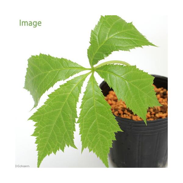 _gardening　ガーデニング　山野草　ヤグルマソウ　ユキノシタ科　ヤグルマソウ属　Ｒｏｄｇｅｒｓｉａ　ｐｏｄｏｐｈｙｌｌａ　20150602　ＭＳ　植物　植物生体　ガーデニング生体　育て方　育成方法　栽培方法　y15m06