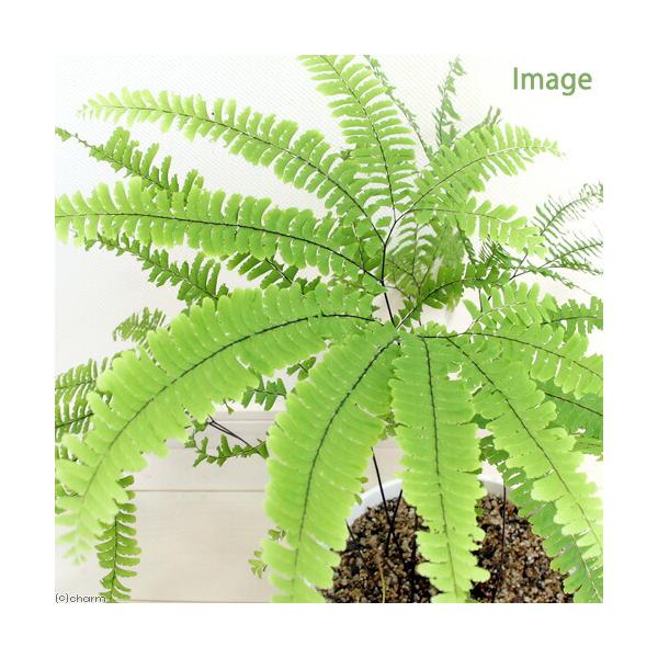 _gardening　_hachu　_kame　ガーデニング　山野草　観葉植物　ビバリウム　アクアテラリウム　パルダリウム　水草　着生シダ　孔雀羊歯　シダ　アジアンタム　Ａｄｉａｎｔｕｍ　ｐｅｄａｔｕｍ　20150620　ＮＴ　鉢植え　植物...