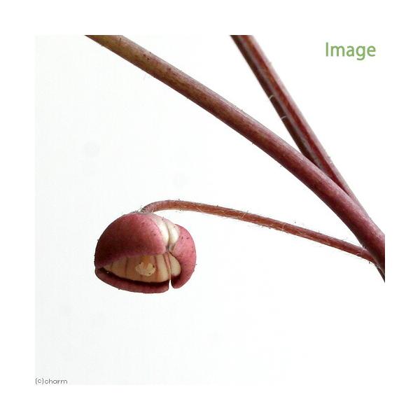 kotenplant　_gardening　ガーデニング　山野草　3号　カモアオイ　賀茂葵　ヒカゲグサ　フタバグサ　カザシグサ　挿頭草　モロハグサ　両葉草　ウマノスズクサ科　カンアオイ属　フタバアオイ節　Asarum　caulescens　...