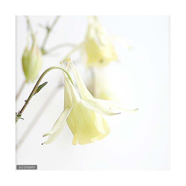 _gardening　ガーデニング　山野草　キンポウゲ　キバナヤマオダマキ　黄花ヤマオダマキ　Ａｑｕｉｌｅｇｉａ　ｂｕｅｒｇｅｒｉａｎａ　ｖａｒ．　ｆ．　ｆｌａｖｅｓｃｅｎｓ　20150903　ＭＳ　植物　植物生体　ガーデニング生体　育て方...