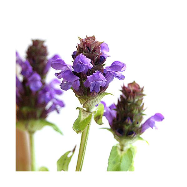 観葉植物　_gardening　ガーデニング　山野草　Ｐｒｕｎｅｌｌａ　ｖｕｌｇａｒｉｓ　夏枯草　カコソウ　ウツボクサ　セルフヒール　ハーブ　20150821　ＭＳ　植物　植物生体　ガーデニング生体　育て方　育成方法　栽培方法　bnr_hr...