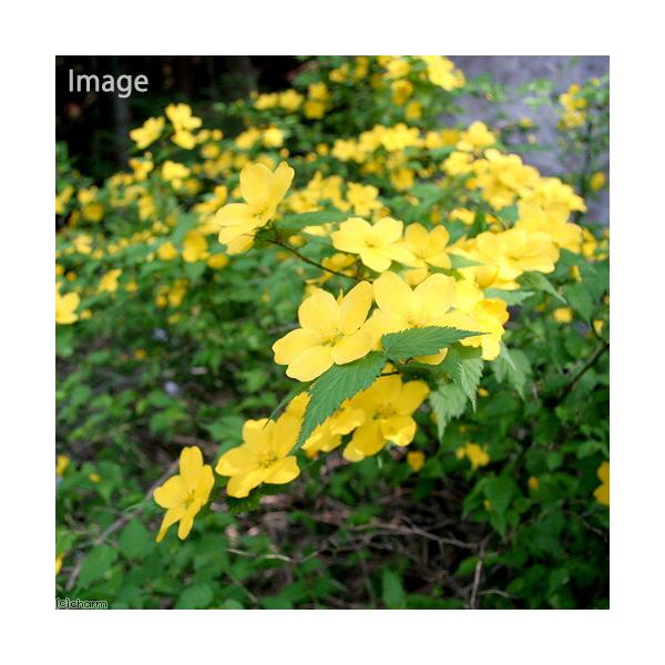 _aqua　_gardening　ガーデニング　山野草　ヤマブキ　バラ科　Ｋｅｒｒｉａ　ｊａｐｏｎｉｃａ　20150624　ＭＳ　植物　植物生体　ガーデニング生体　育て方　育成方法　栽培方法　bnr_hrgmgr　y15m06