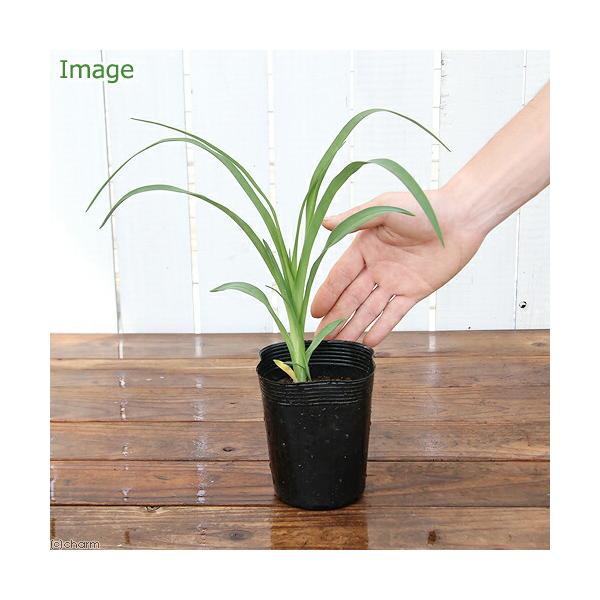 _aqua　ガーデニング　花　苗　苗木　ユリ科　ヘメロカリス　キスゲ　ワスレグサ　デイリリー　20130510　ＴＮ　_gardening　植物　植物生体　ガーデニング生体　育て方　育成方法　栽培方法　湿生植物　opa2_delete　y1...