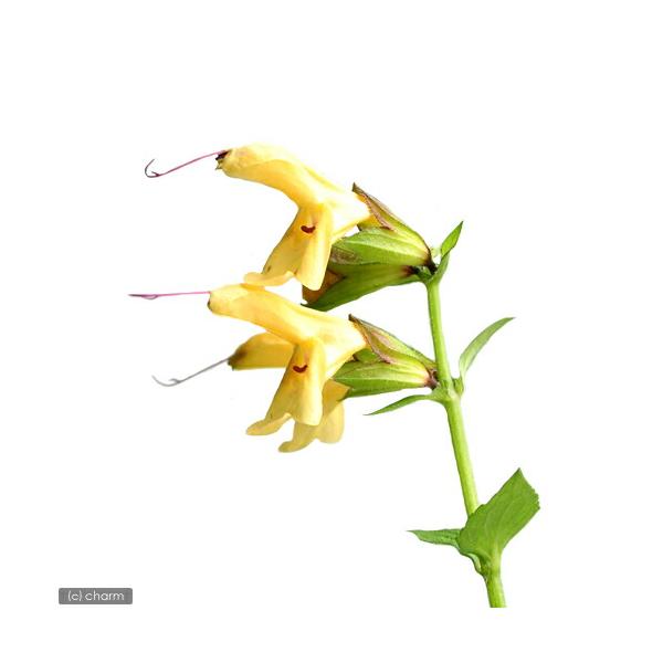 _gardening　ガーデニング　山野草　シソ科　コトジソウ　琴柱草　Ｓａｌｖｉａ　ｎｉｐｐｏｎｉｃａ　サルビア　20150930　ＭＳ　植物　植物生体　ガーデニング生体　育て方　育成方法　栽培方法　opa2_delete　y15m09