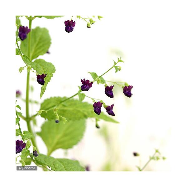 _gardening　山野草　ガーデニング　Ｒａｂｄｏｓｉａ　ｔｒｉｃｈｏｃａｒｐａ　クロバナエンメイソウ　黒花延命草　ヤマハッカ　20150930　ＭＳ　植物　植物生体　ガーデニング生体　育て方　育成方法　栽培方法　039_list　ＹＭ...