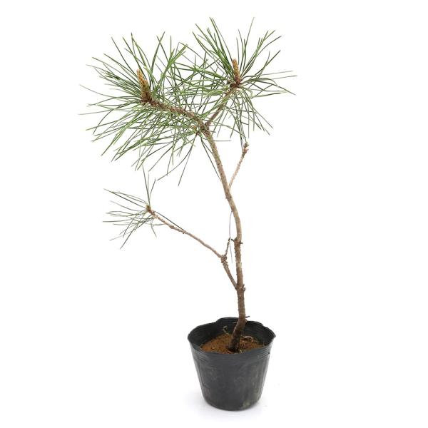 _gardening　ガーデニング　果樹　山野草　盆栽　Ｐｉｎｕｓ　ｄｅｎｓｉｆｌｏｒａ　メマツ　雌松　20151018　NT　縁起樹　縁起木　osyougatu_plants　osyougatu_item　植物　植物生体　ガーデニング生体...
