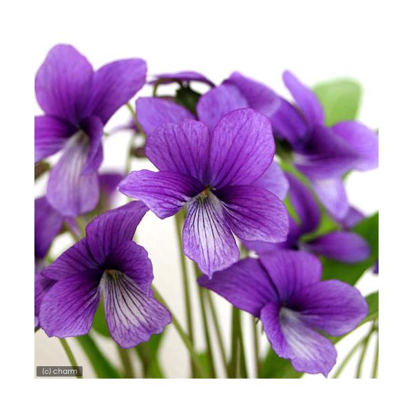 _gardening　ガーデニング　山野草　菫　ヴィオラ　マンジュリカ　Viola　mandshurica　20150416　ＨＴ　植物　植物生体　ガーデニング生体　snys_viola　育て方　育成方法　栽培方法　bnr_hrgmgr　o...