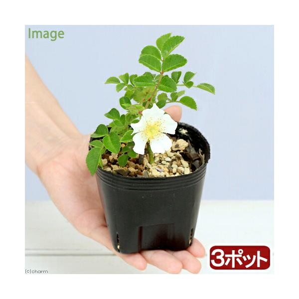 gardening　◎　ガーデニング　海水　浜辺植物　海辺植物　照る葉　照葉野茨　テルハノイバラ　テリハノイバラ　ノイバラ　野茨　のいばら　いばら　バラ科バラ属　Ｒｏｓａ　ｌｕｃｉａｅ　おまけ　おまけ付き　サンゴ砂　イノバラ　greepla...