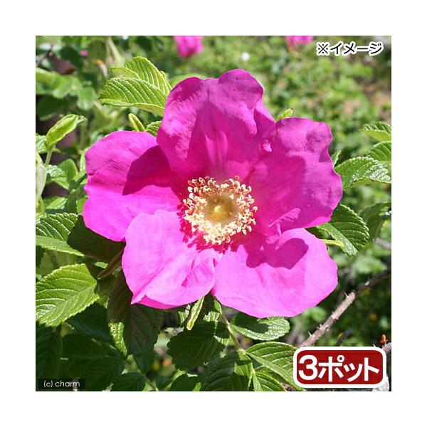 ◎　ガーデニング　海水　浜辺植物　海辺植物　野茨　イバラ　のいばら　いばら　バラ　Ｒｏｓａ　ｒｕｇｏｓａ　ワイルドローズ　greepla10bai1406　marine_0722tanndoku　海浜植物　_gardening　原種　紫　バ...