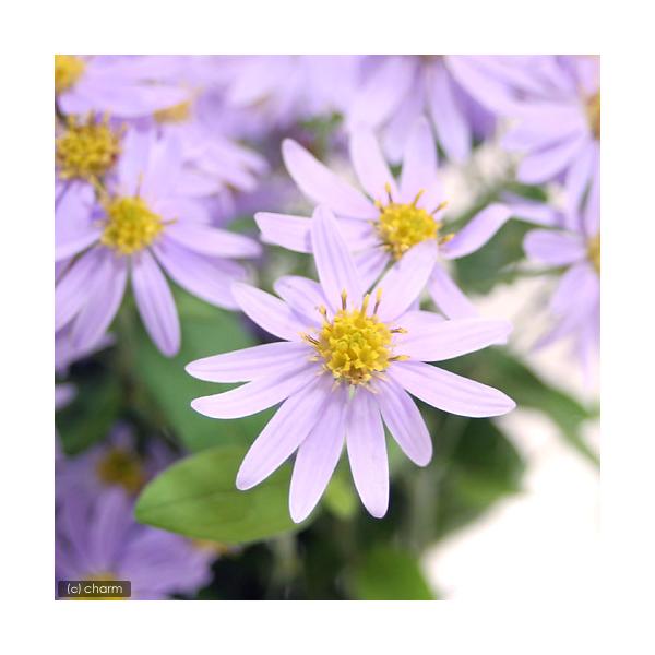 _gardening　ガーデニング　山野草　ノコンギク　野紺菊　Ａｓｔｅｒ　ｍｉｃｒｏｃｅｐｈａｌｕｓ　ｖａｒ．ｏｖａｔｕｓ　20151029　ＮＫＢ　植物　植物生体　ガーデニング生体　育て方　育成方法　栽培方法　opa2_delete　y...