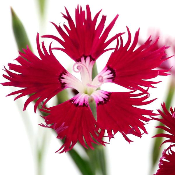_gardening　山野草　川原　河原撫子　カーネーション　赤花　アカバナ　日本固有　ガーデニング　花　苗　ナデシコ　撫子　Ｄｉａｎｔｈｕｓ　ｓｕｐｅｒｂｕｓ　ｖａｒ．ｌｏｎｇｉｃａｌｙｃｉｎｕｓ　20160324　ＭＳ　育て方　育成方法...