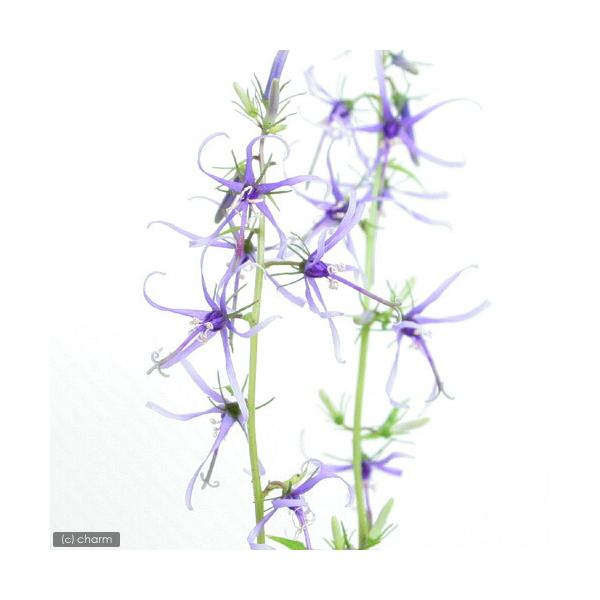 _gardening　ガーデニング　山野草　山菜　キキョウ　Ａｓｙｎｅｕｍａ　ｊａｐｏｎｉｃｕｍ　シデシャジン　四手沙参　20151029　ＮＫＢ　花苗　花壇苗　植物　植物生体　ガーデニング生体　育て方　育成方法　栽培方法　opa2_del...