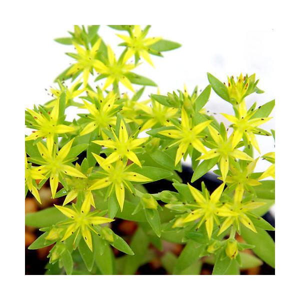 _gardening　ing　ガーデニング　セダム　Ｓｅｄｕｍ　ｓａｒｍｅｎｔｏｓｕｍ　山野草　植物　植物生体　ガーデニング生体　20160322　ＭＳ　育て方　育成方法　栽培方法　bnr_hrgmgr　sanya201804　y16m03